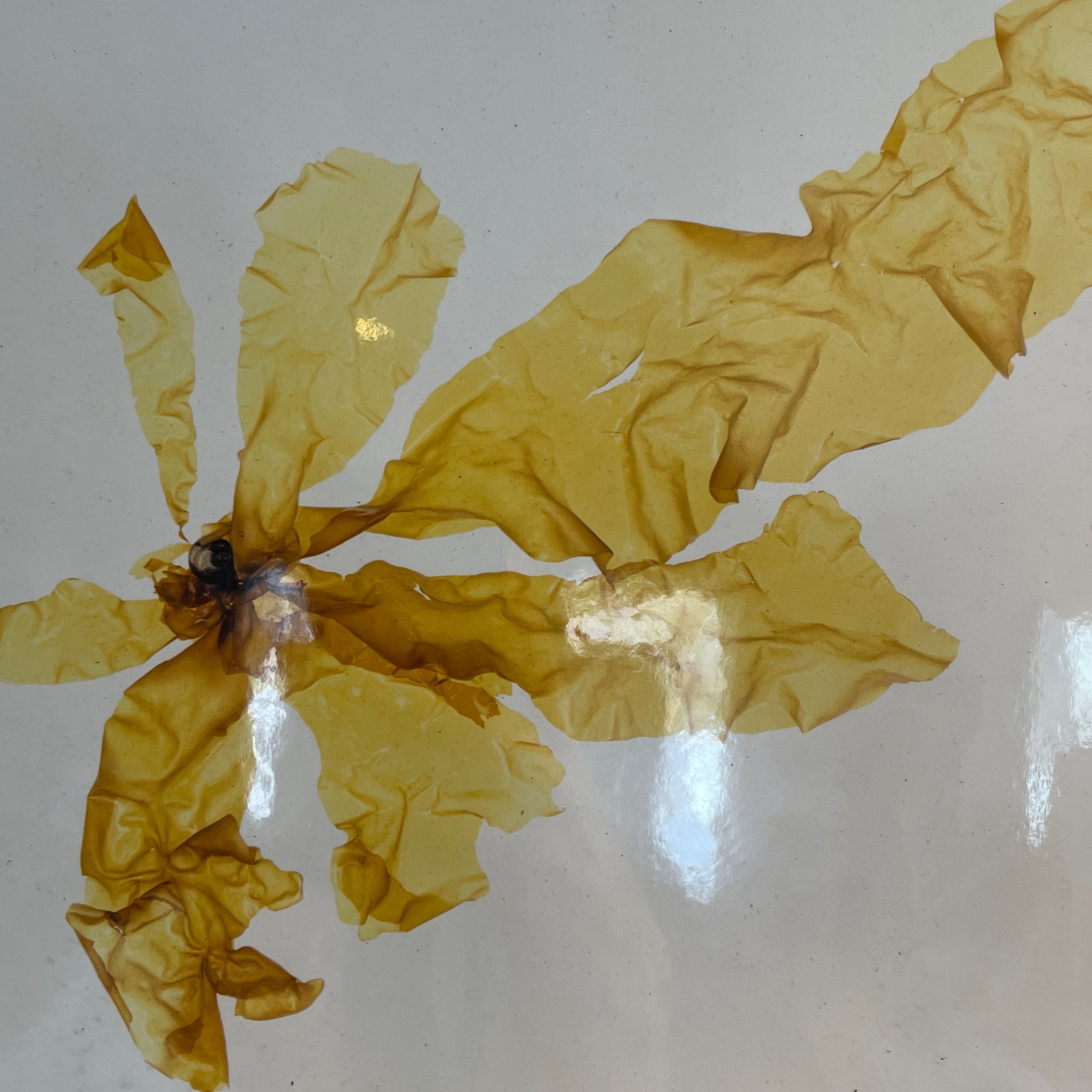 Quercus Prints | Lisa Hall Studio